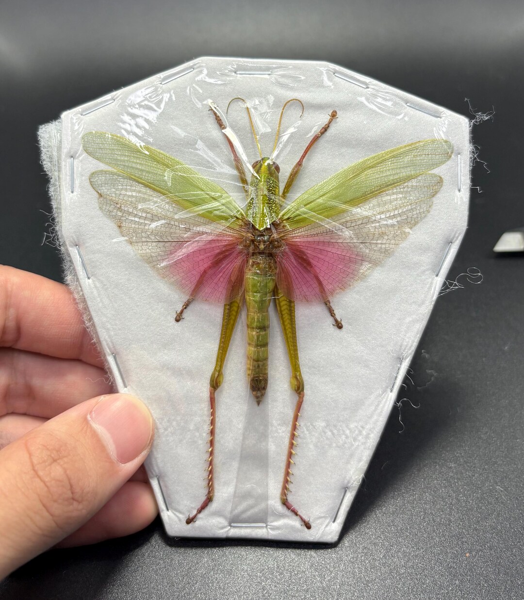 Chondracris Rosea Rosea, Pink Grasshopper A1, Male, Mounted With Wings ...