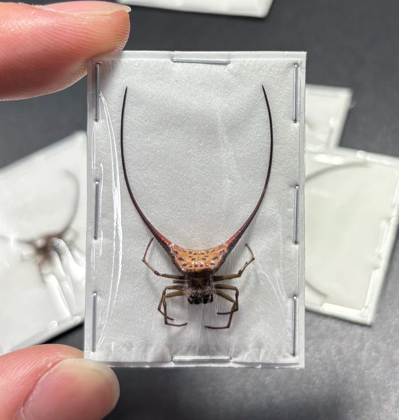 Spiny Orbweaver Spiders (macracantha Arcuata) 1.5inch A1 Real ...