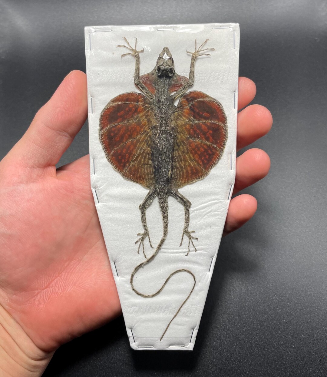 REAL Red/orange Draco Flying Lizard Draco Haematopogon Taxidermy ...