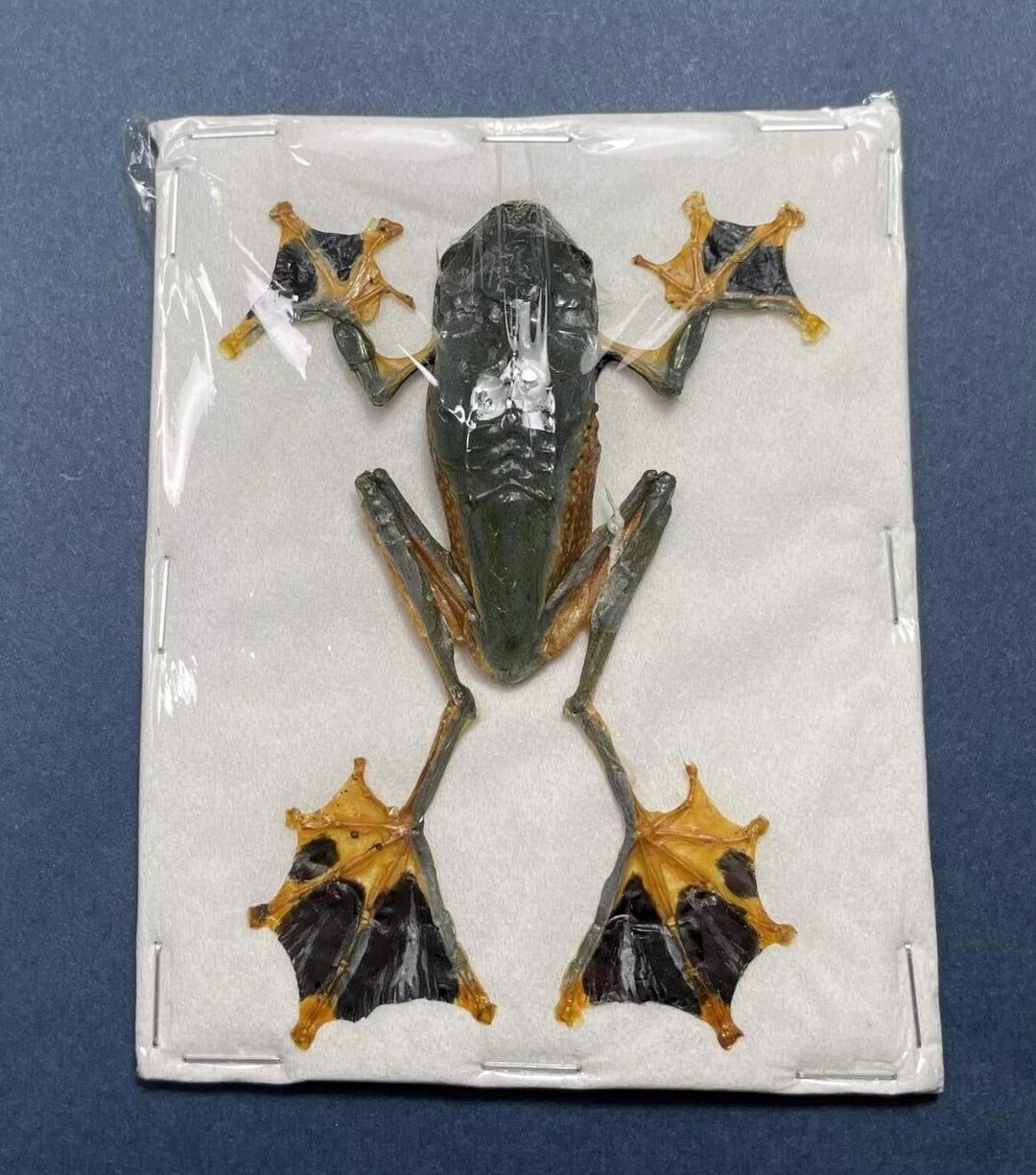 Flying Parachute Tree Frog Rhacophorus Reinwardtii Taxidermy Oddity ...