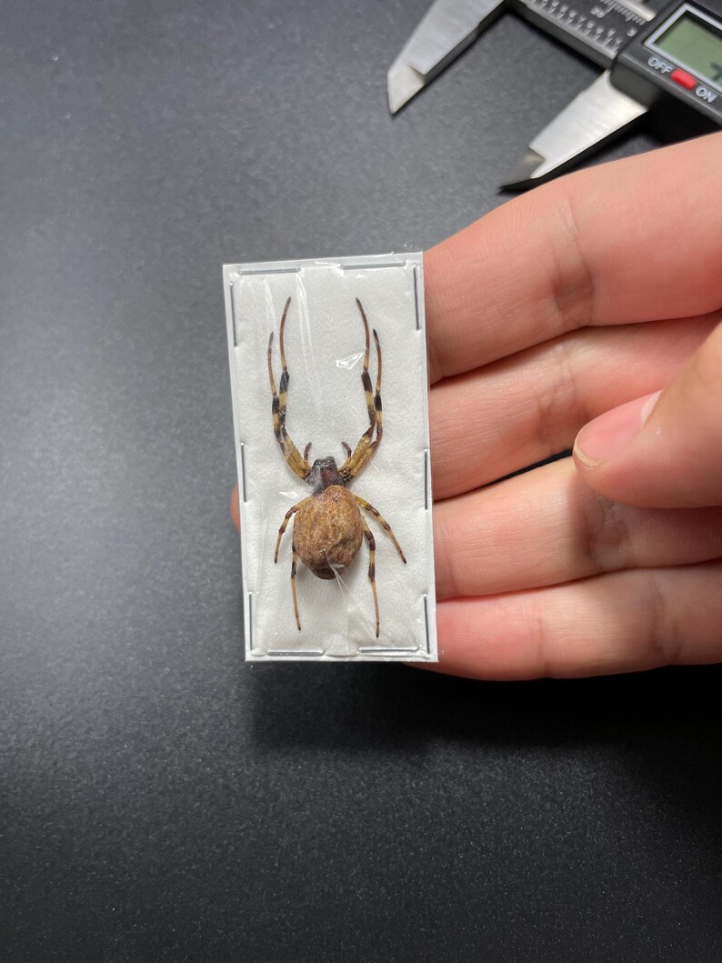 Asian Hermit Spider, Nephilengys Malabarensis, Real Spider Specimen ...