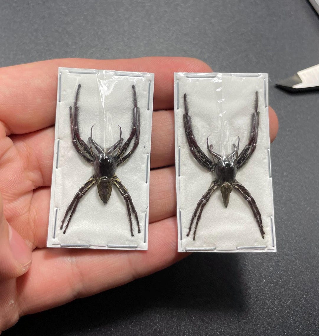 Male GIANT Jumping Spider, Hyllus Giganteus, Largest Jumping Spider ...