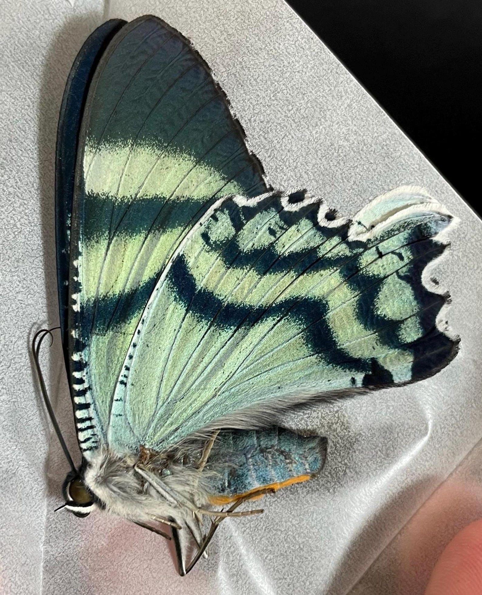 Alcides Orontes, Dayflying Moth, UNMOUNTED (wings Closed), Preserved ...