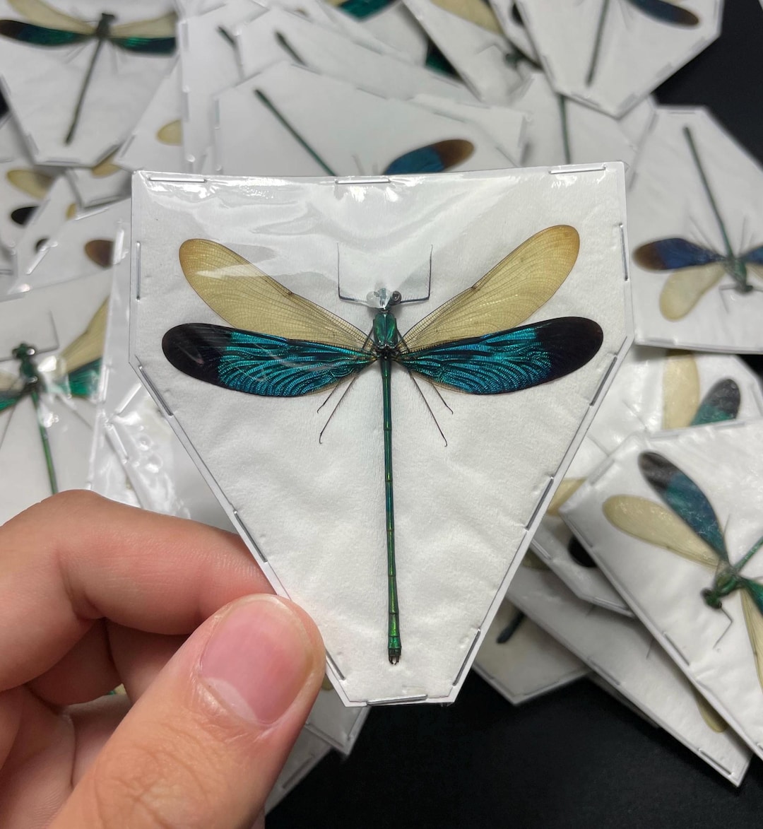 Green Metalwing Damselfly, Neurobasis Chinensis Florida, Mounted ...