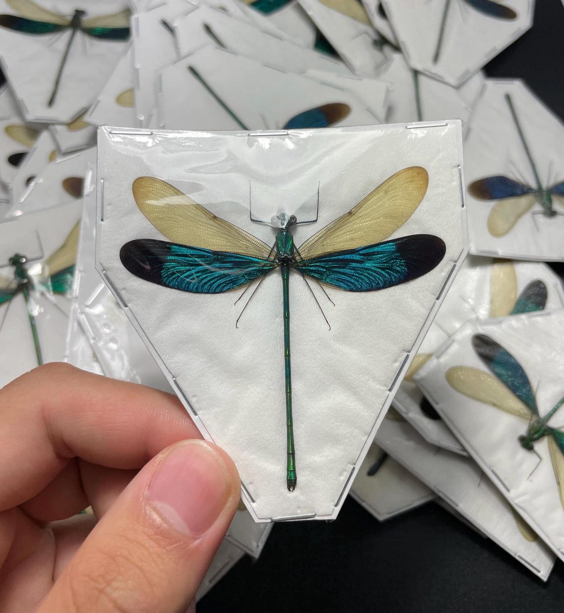 Green Metalwing Damselfly, Neurobasis Chinensis Florida, Mounted ...