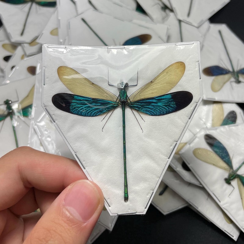 Dragonfly Dry - Etsy