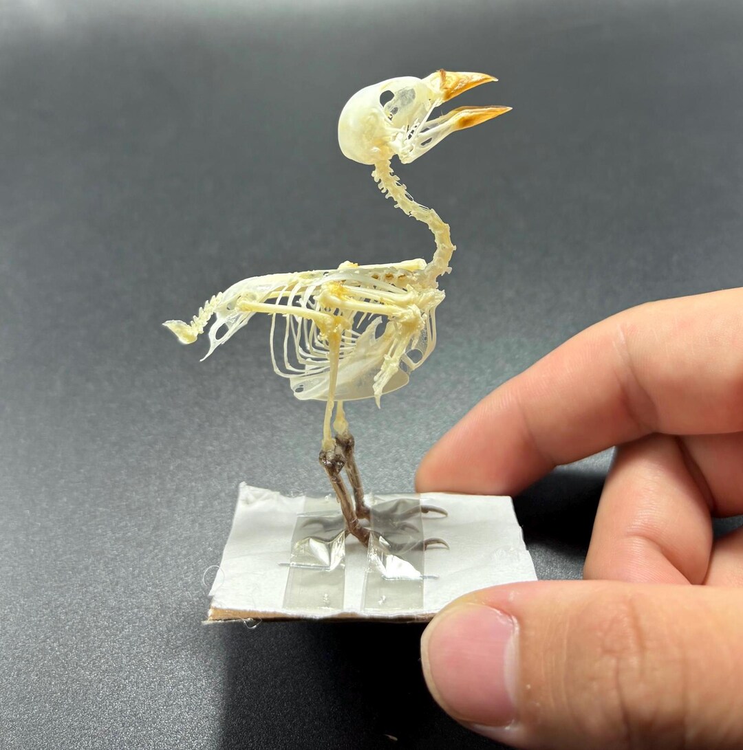 Eurasian Tree Sparrow Articulated Bird Skeleton (passer Montanus ...