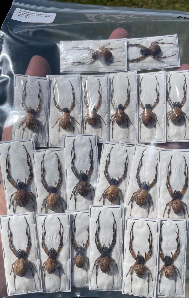 Asian Hermit Spider, Nephilengys Malabarensis, Real Spider Specimen ...