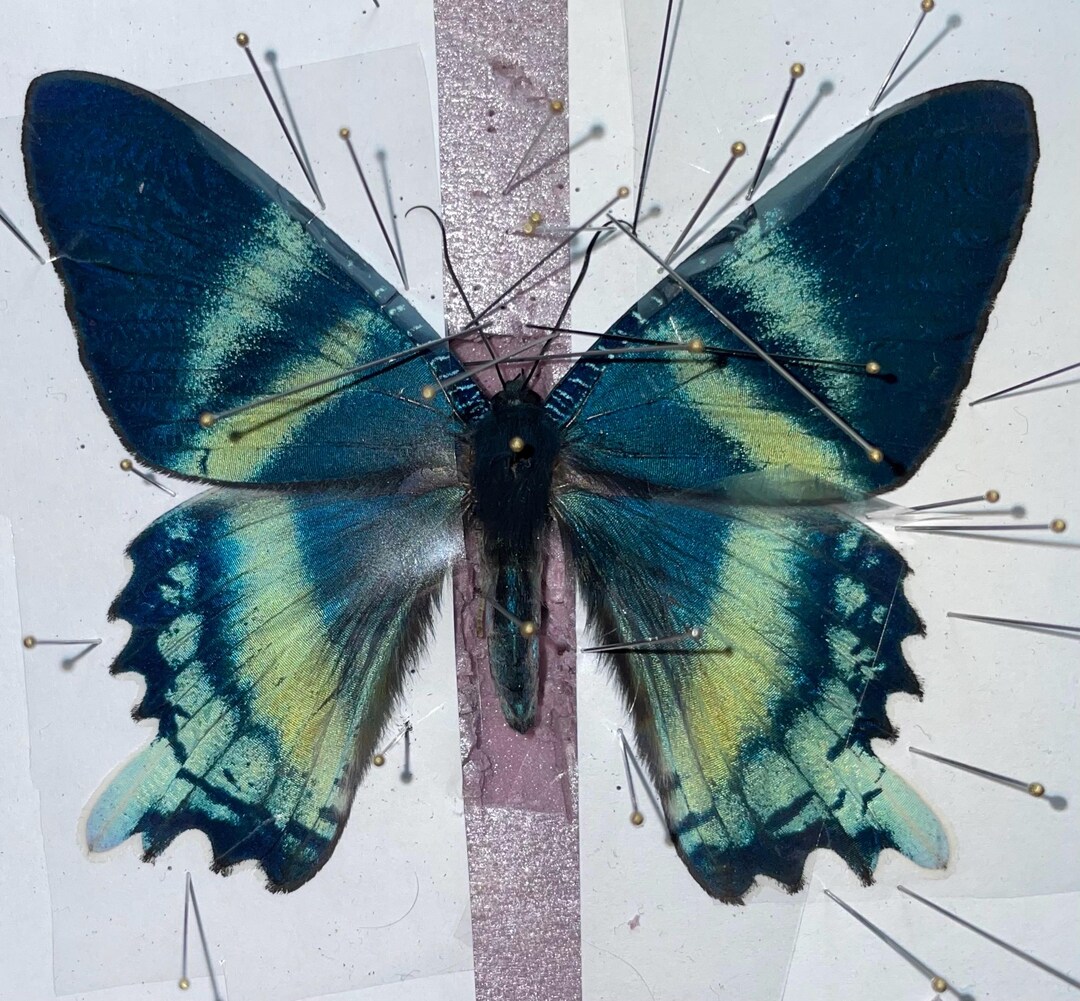 Alcides Orontes, Dayflying Moth, UNMOUNTED (wings Closed), Preserved ...