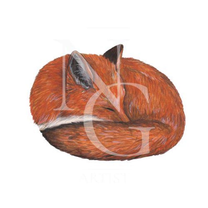 Curled Fox Clip Art PNG | Woodland Whispers Collection | Hand Painted ...