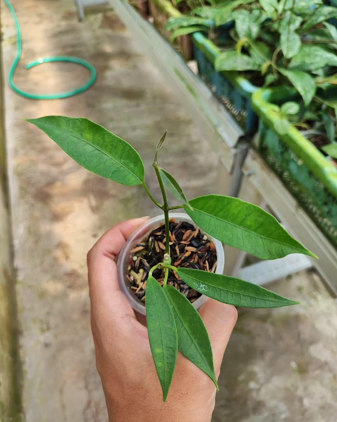 Hoya Gildingii Good Leaves and Flowers Quickly - Fast Shipping - Etsy
