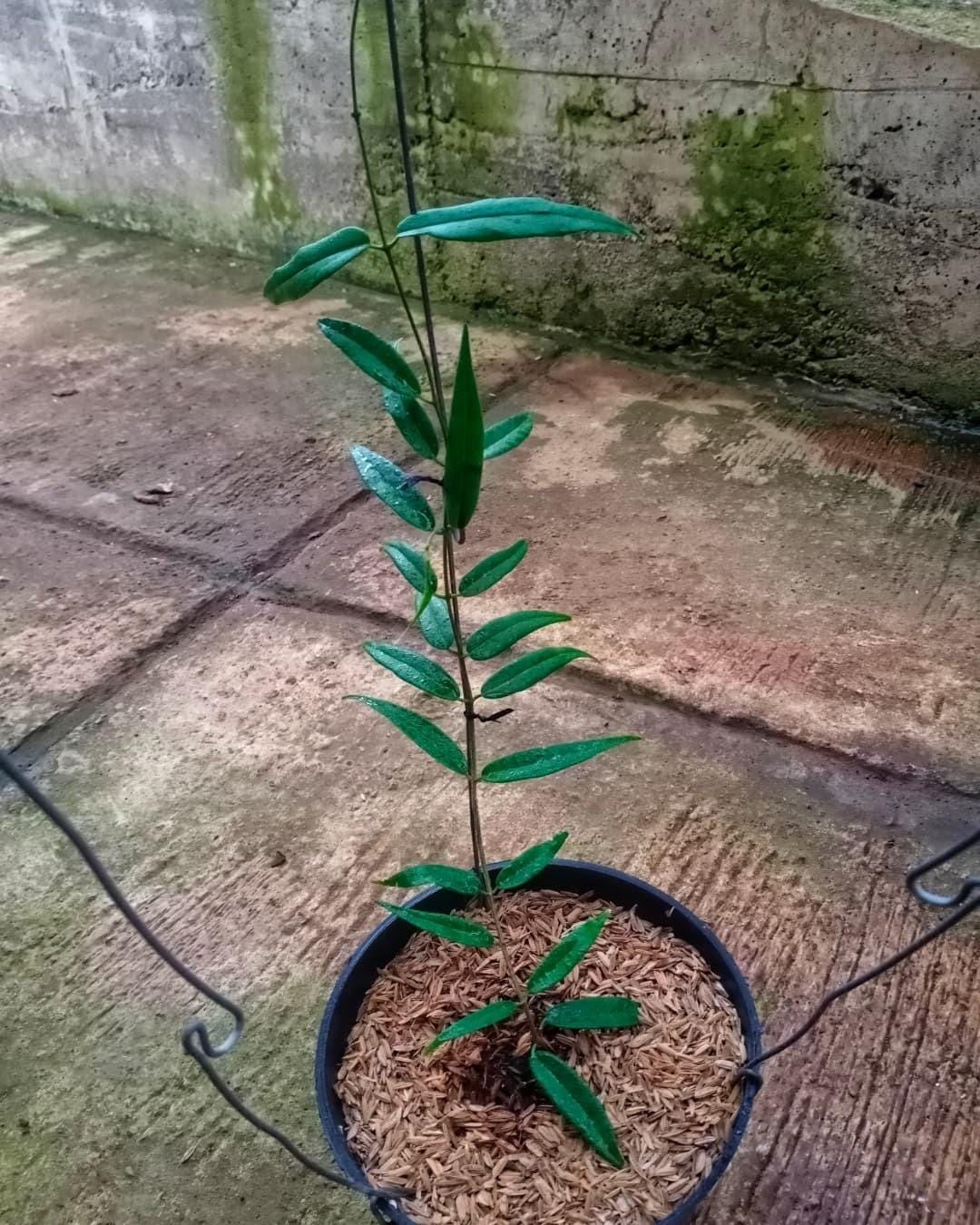 Hoya Paradisea Sp Papua Good Leaves and Flowers Quickly - Fast Shipping ...