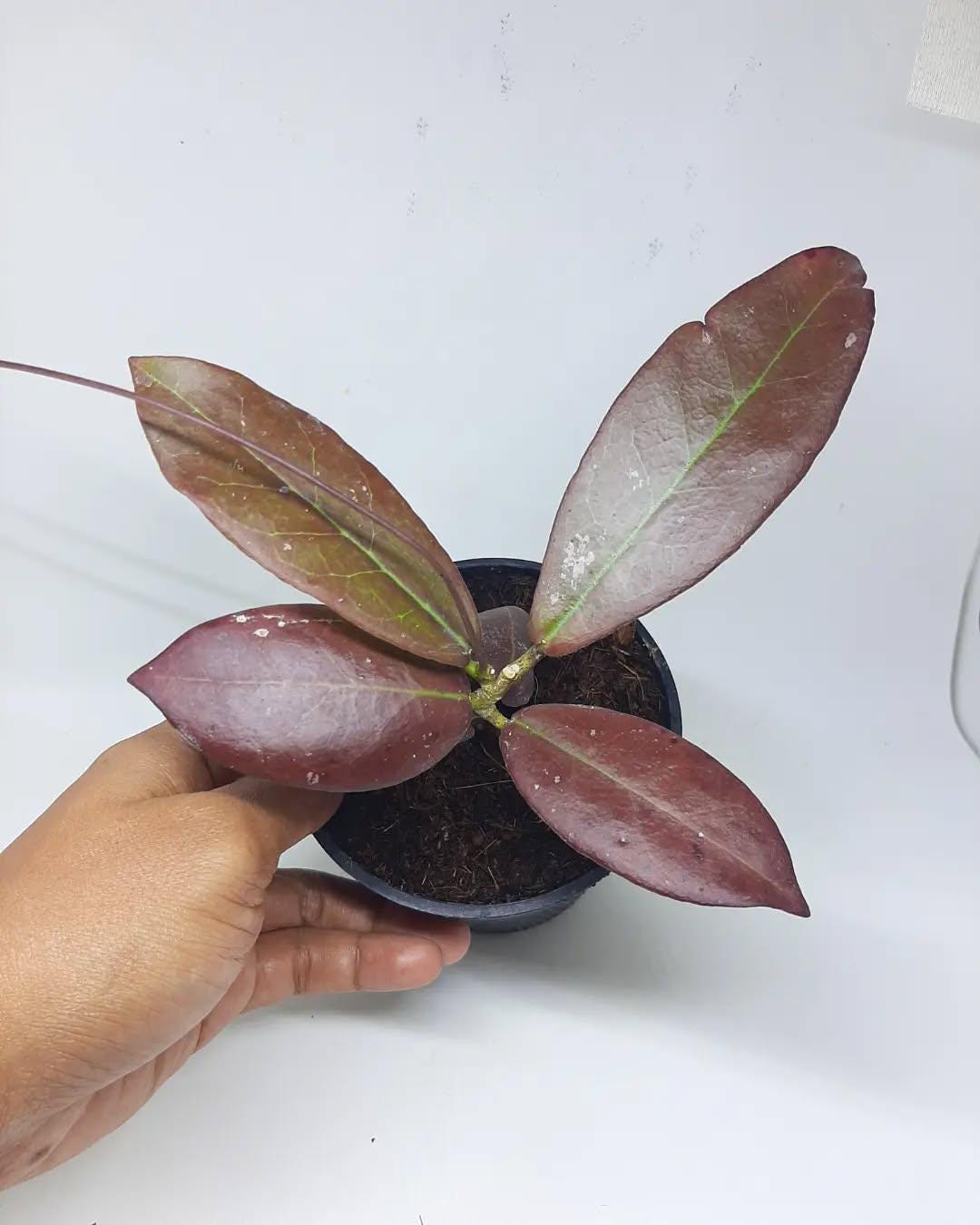 Hoya Buntokensis Red Good Leaves and Flowers Quickly - Fast Shipping - Etsy