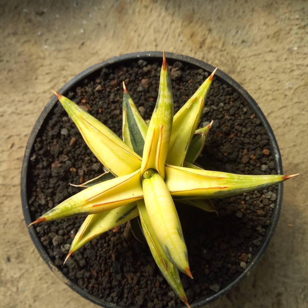 Sansevieria Blue Clone Variegated Unique Snake Plant - Etsy