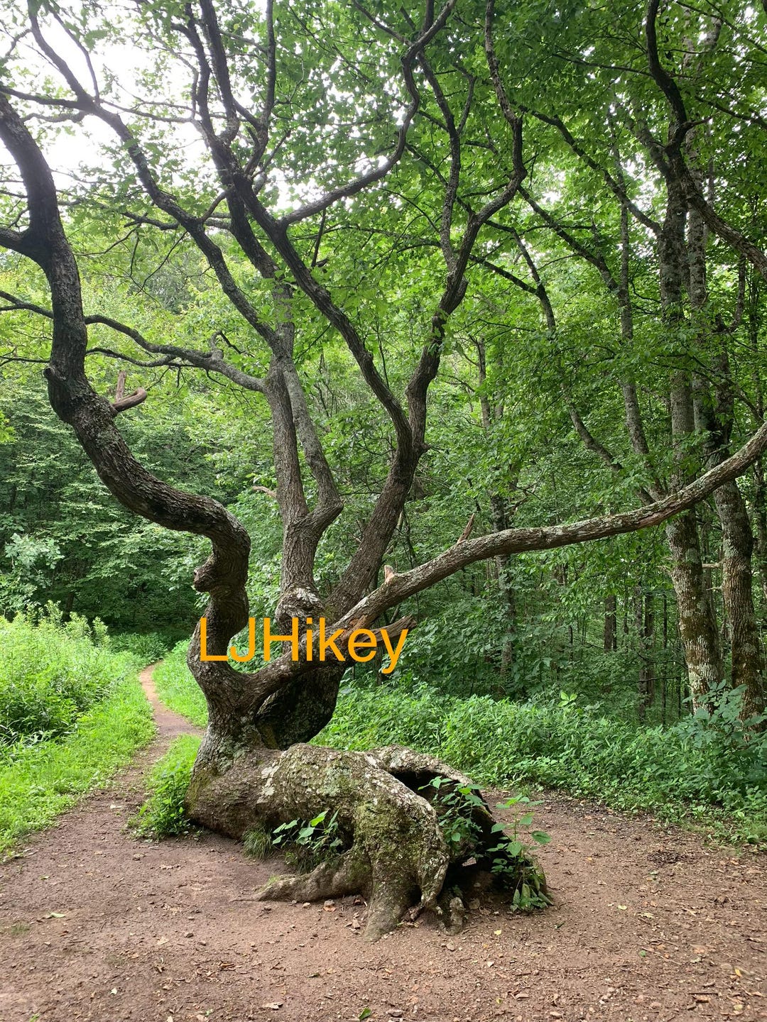 Photo of Bly Gap Oak Tree - Appalachian Trail Georgia/north Carolina ...