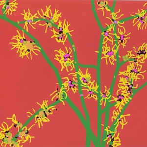 Witch Hazel - Hand Pulled Screen Print - Etsy