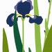 Irises - Hand Pulled Screen Print - Etsy