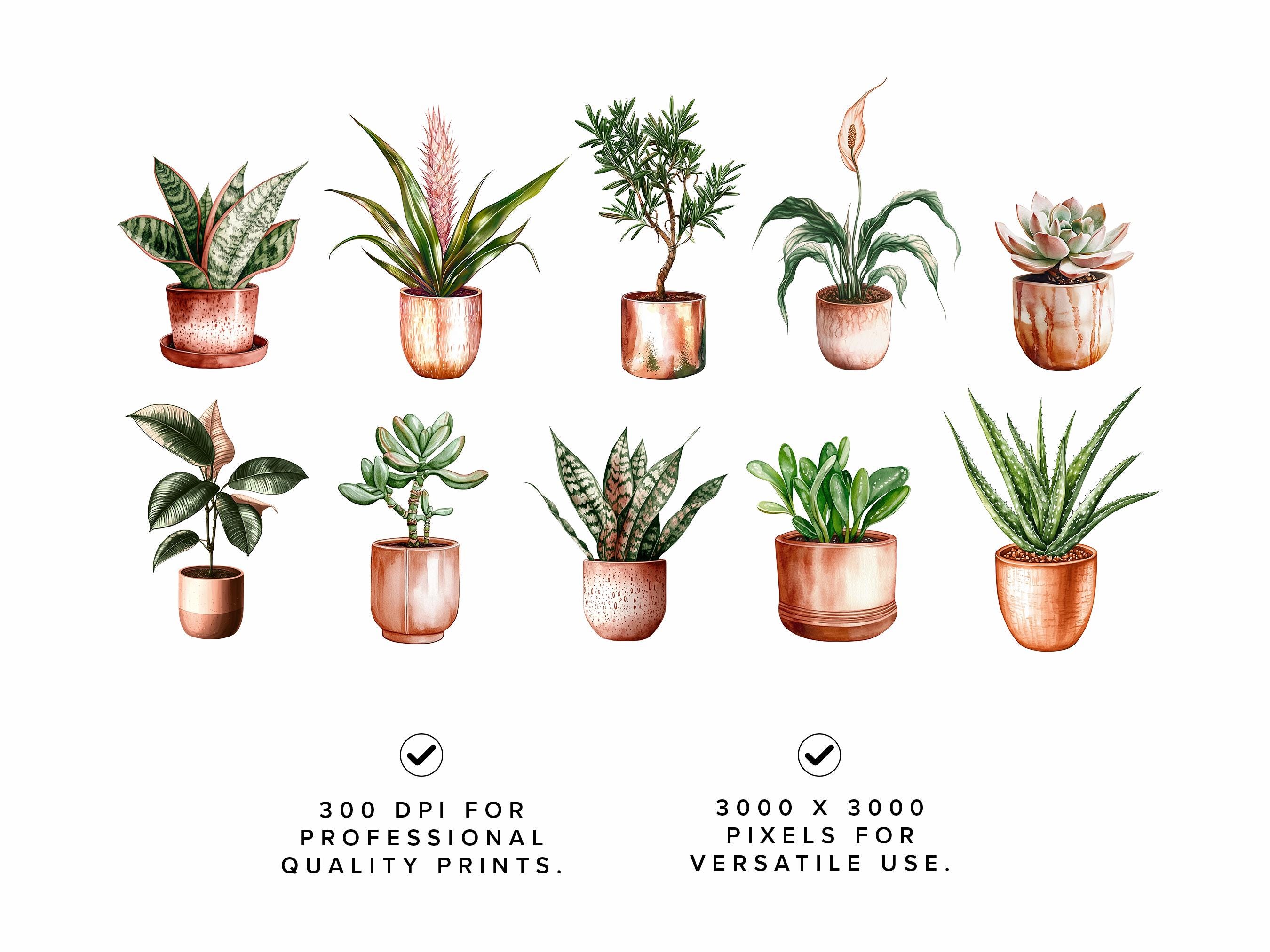 Indoor Plant Clipart Collection, Green Plant Decorative Elements PNG ...