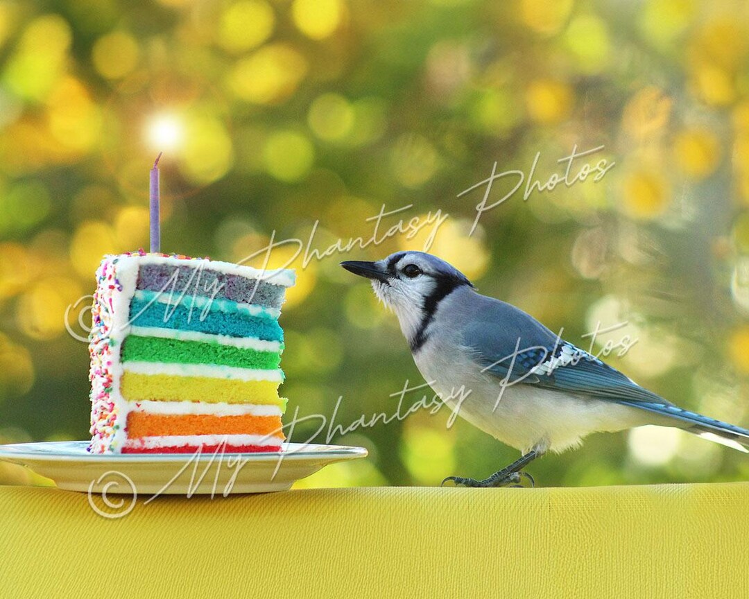 Blue Jay With Rainbow Cake | Bird Print, Photography, Nature Decor ...