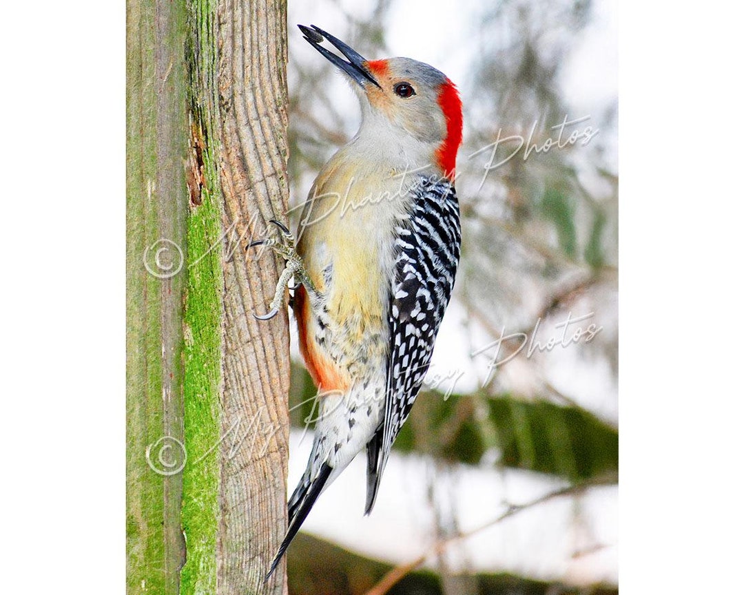Red-bellied Woodpecker With Seed | Bird Print, Photography, Nature ...