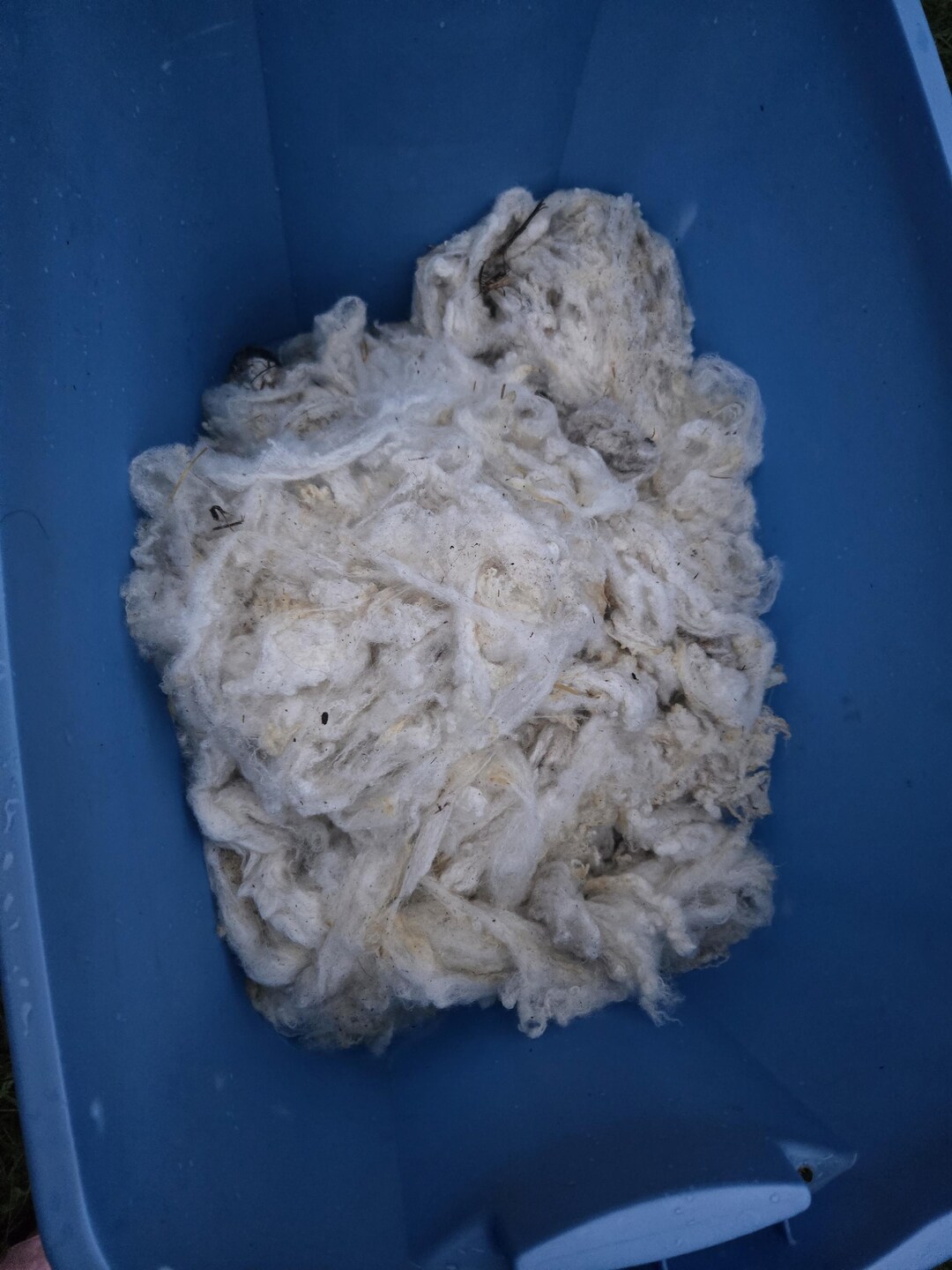4 Oz Southdown Wool White - Hand Washed Clean - Still Has Lanolin Vm ...
