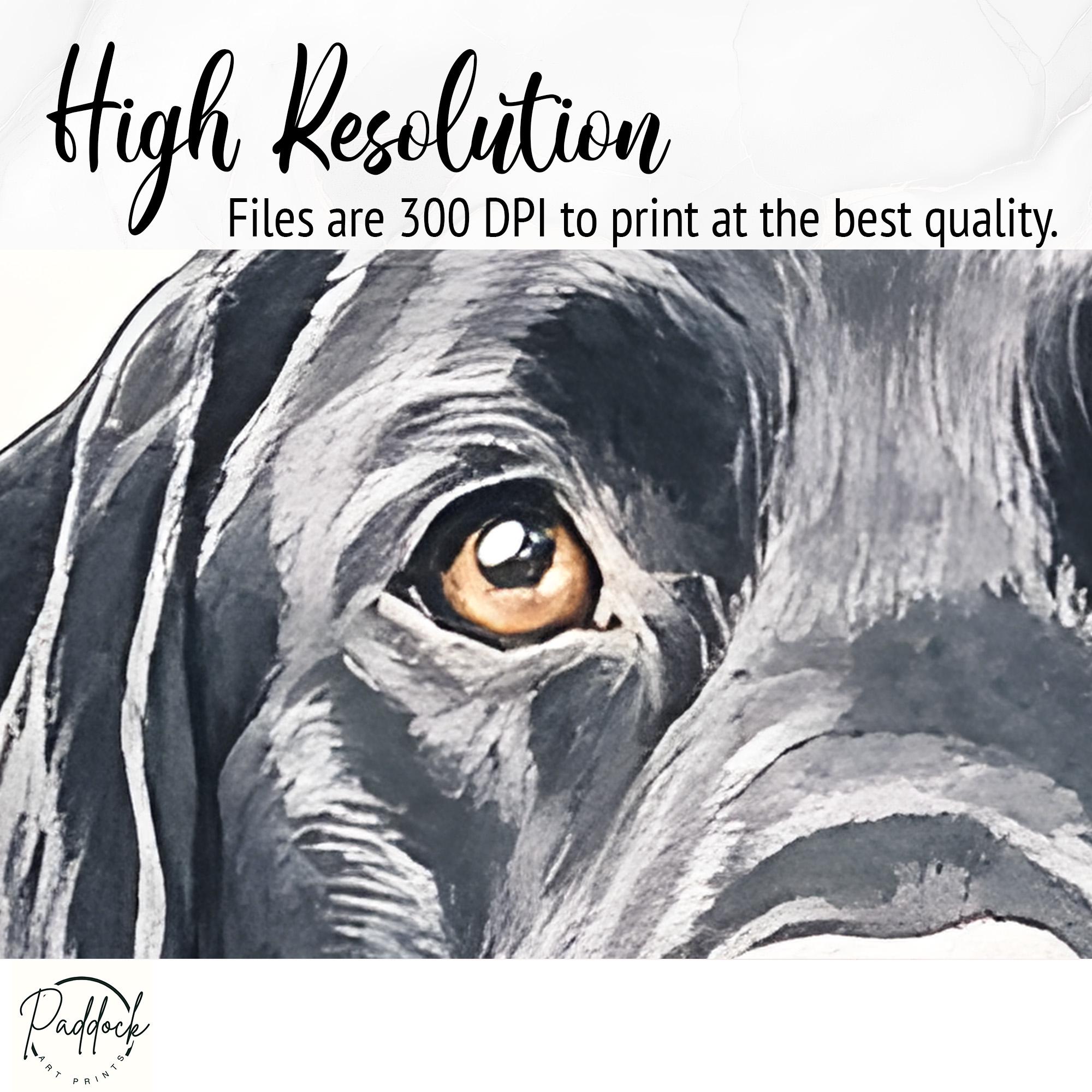 Labrador Retriever Art - Black Lab Dog Pink Bow Coquette Print ...