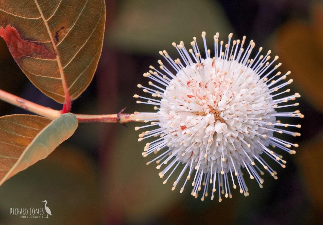 Buttonbush Photo, Nature Photo, Botanical Photo, Flowers, Plants, Wall ...