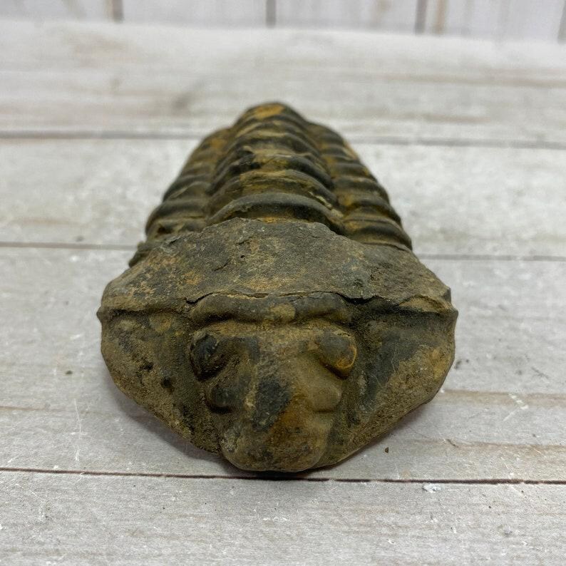 Trilobite - Etsy France