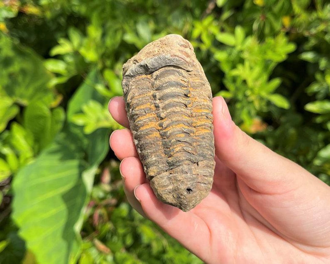 Trilobite - Etsy France