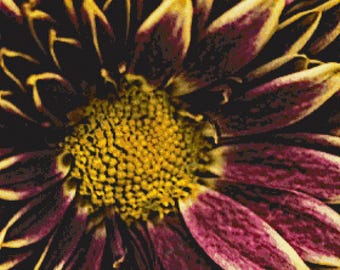 Yellow Oxeye Daisy Cross Stitch Pattern - Etsy