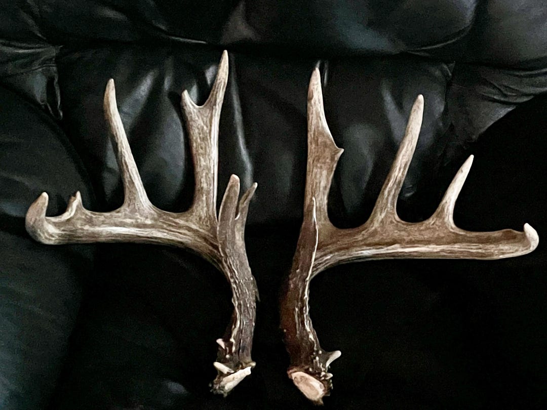 Matching 5x5 Shed Antlers Fresh Dark Set - Etsy