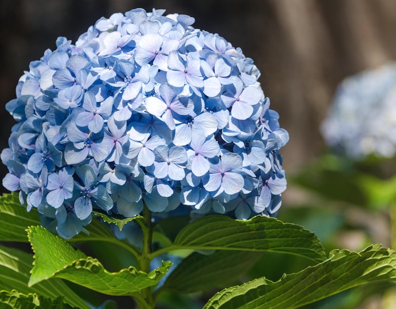 10 Nikko Hydrangea Cuttings, 4-6 Inches Long, at Least Three Nodes, No ...