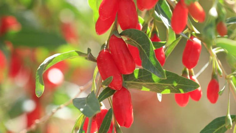 12 Fresh Cuttings of the Goji Berry Tree, 6-8 Inches Long, No Roots - Etsy