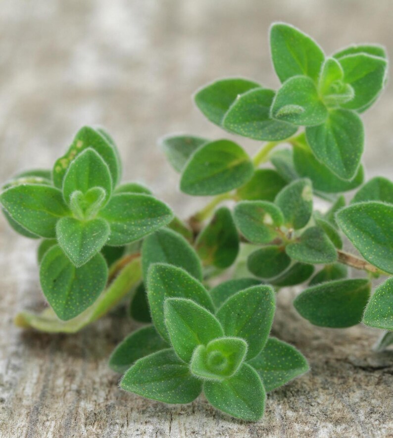 10 Greek Oregano Starter Plants, Bare Roots, 3-4 Inches Tall - Etsy