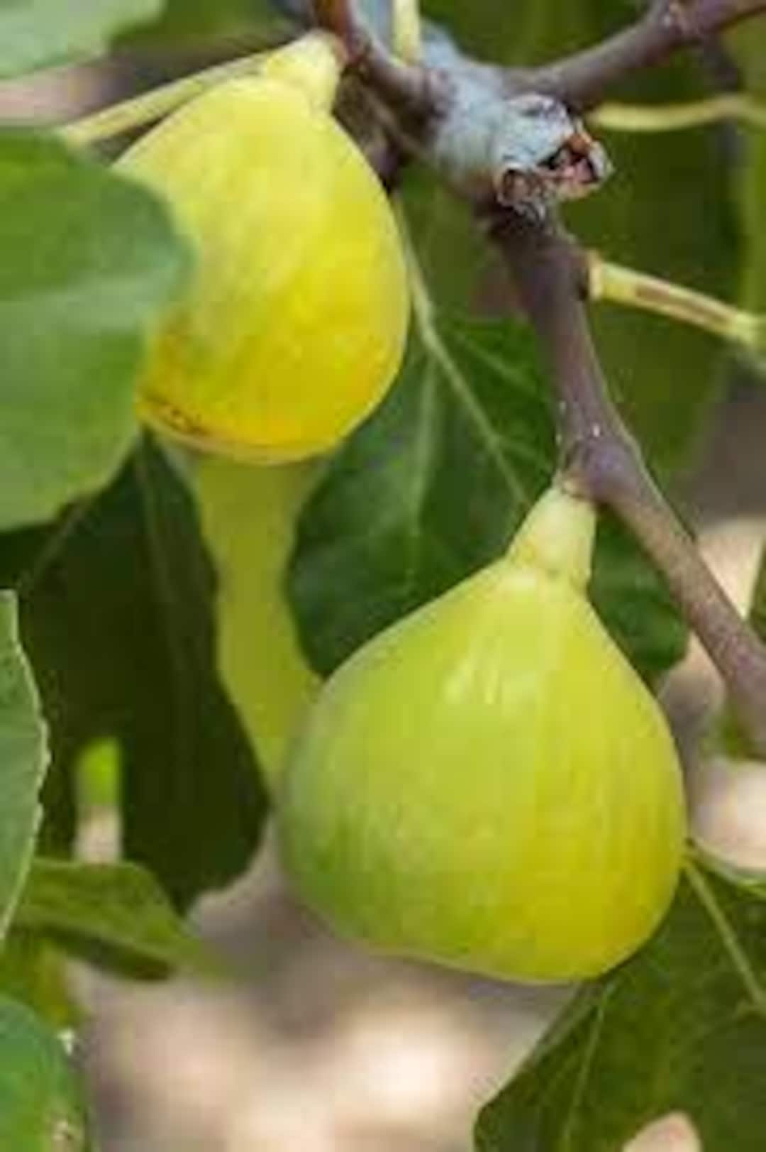 Tena Fig Tree, 4-6 Inches Tall, Well Rooted - Etsy