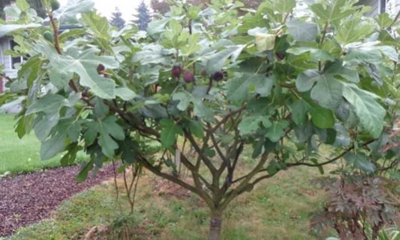 Clearance: Buy 1 Get 1 Free, Hardy Chicago Fig Tree, 3-4 Inches Tall ...