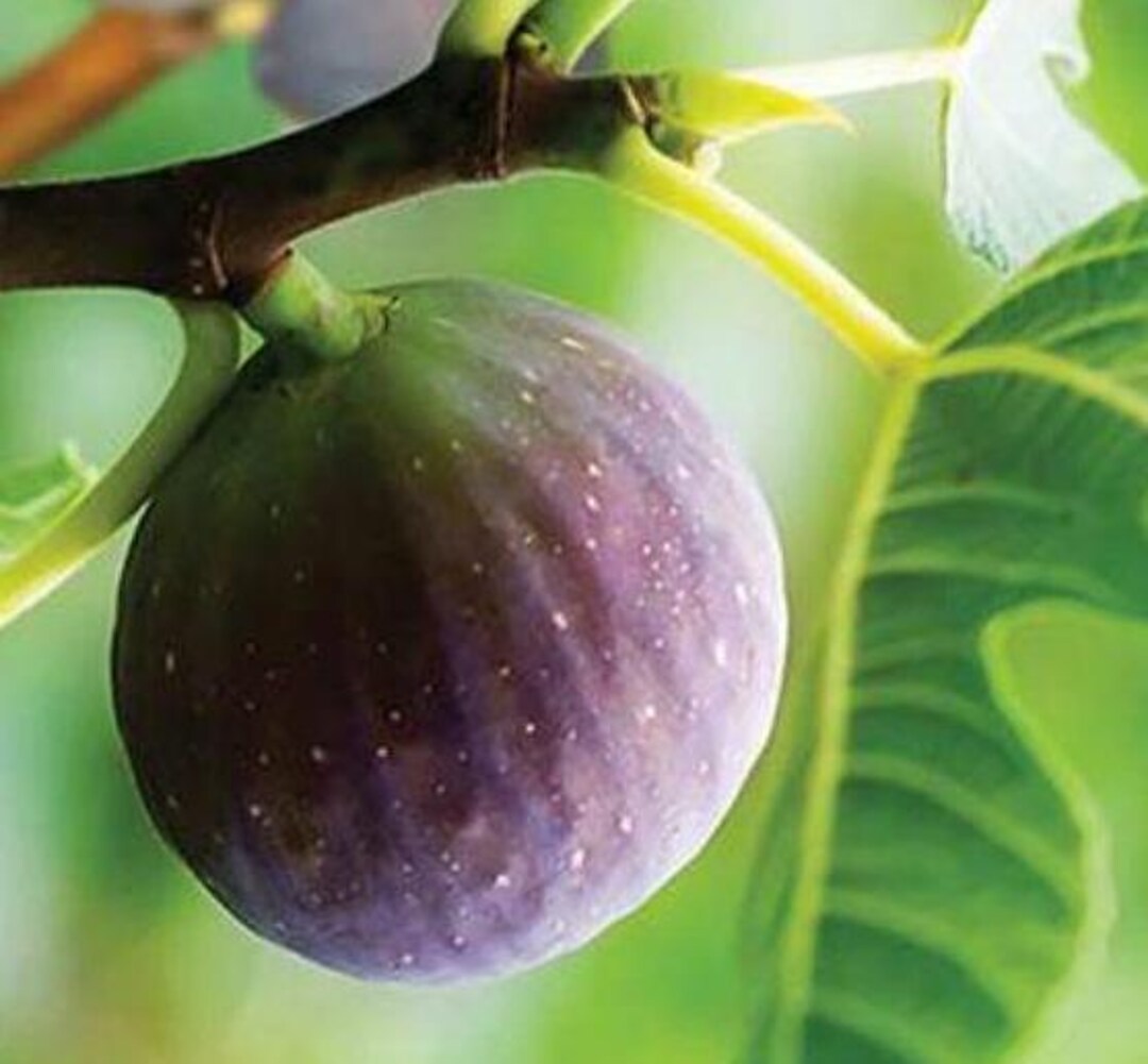 Clearance: Buy 1 Get 1 Free, Hardy Chicago Fig Tree, 3-4 Inches Tall ...