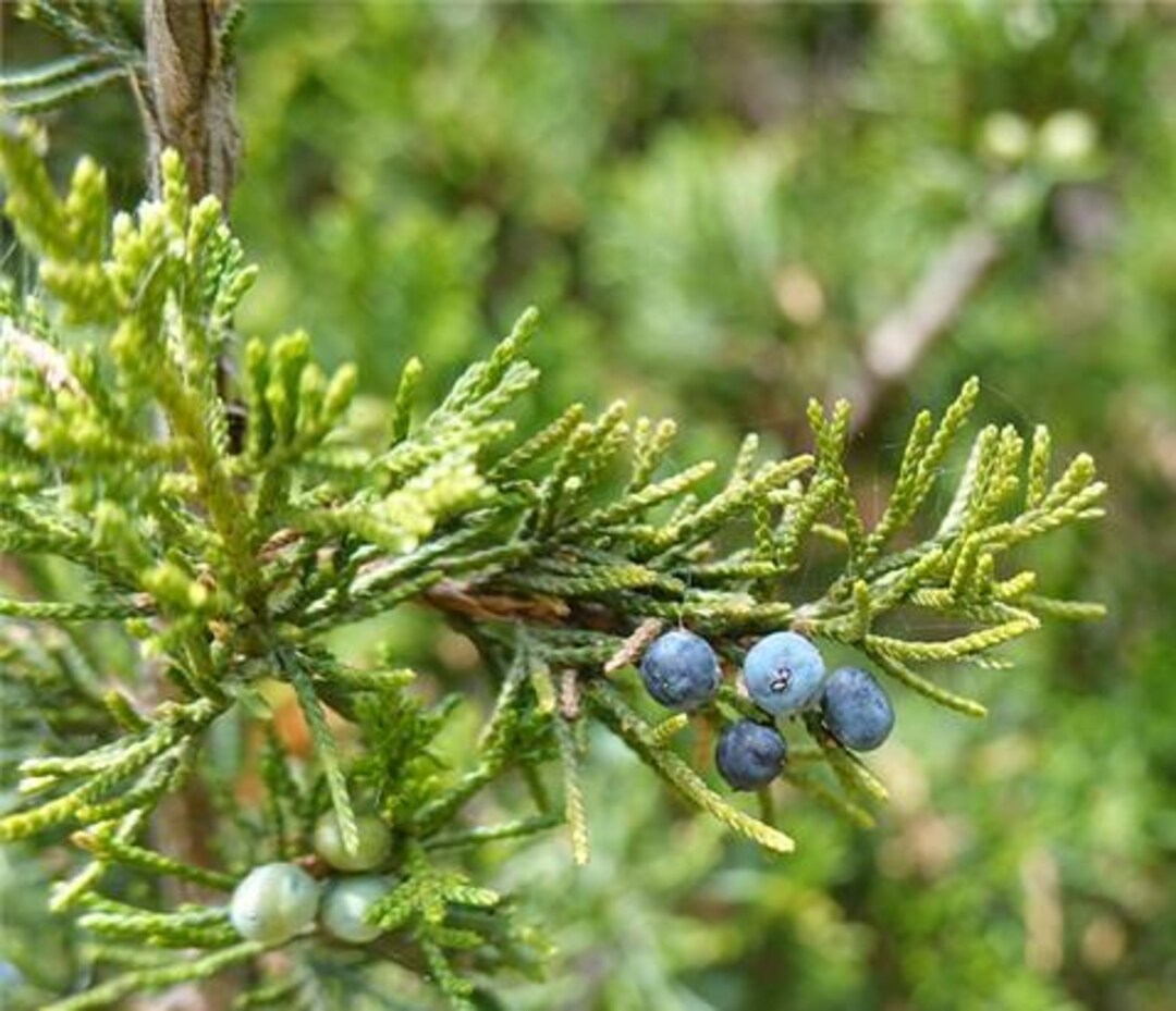 20 Red Eastern Cedar Cuttings, 4-6 Inches Long, No Roots - Etsy