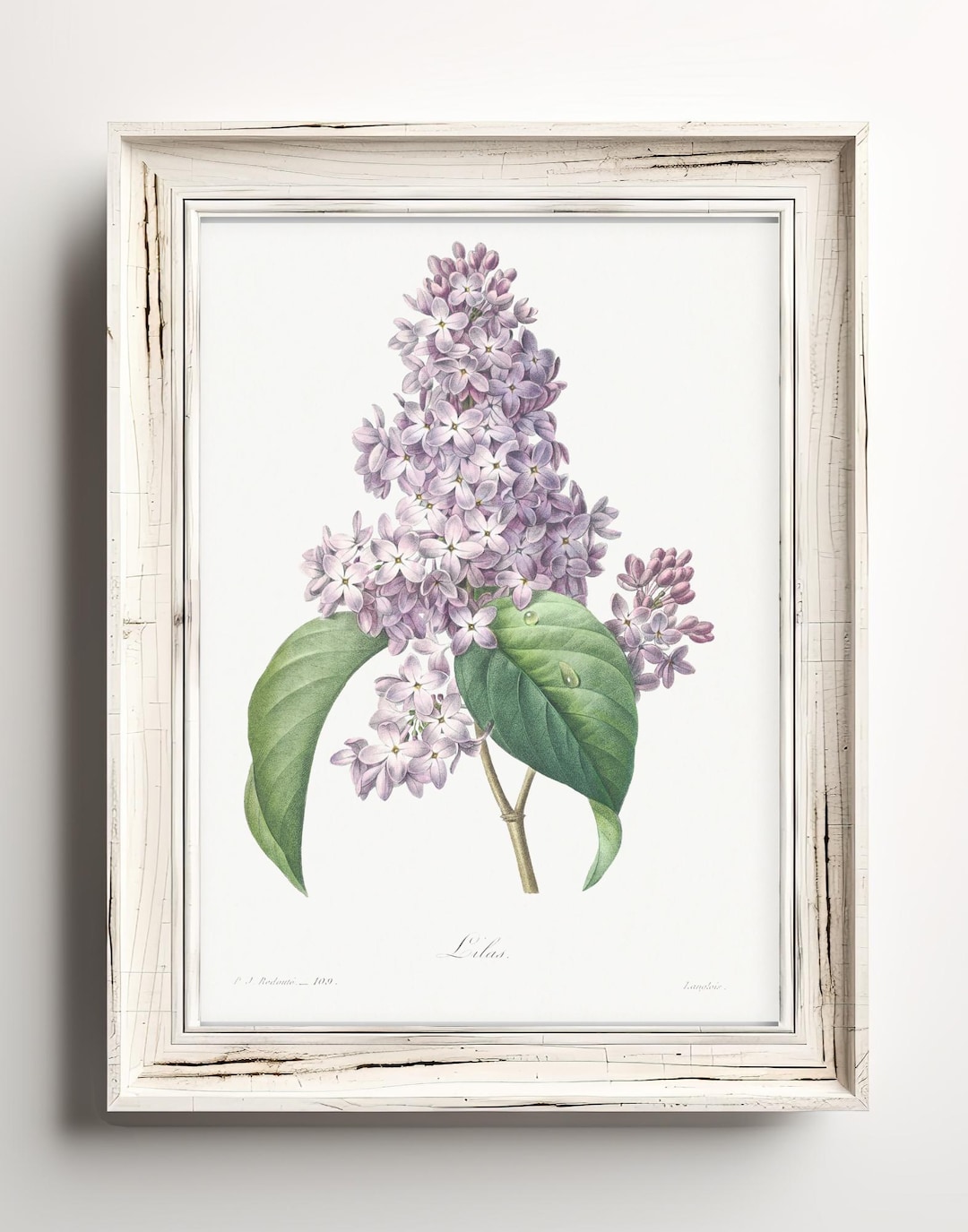 Redouté Lilac Botanical Print: Vintage Floral Wall Art (digital ...
