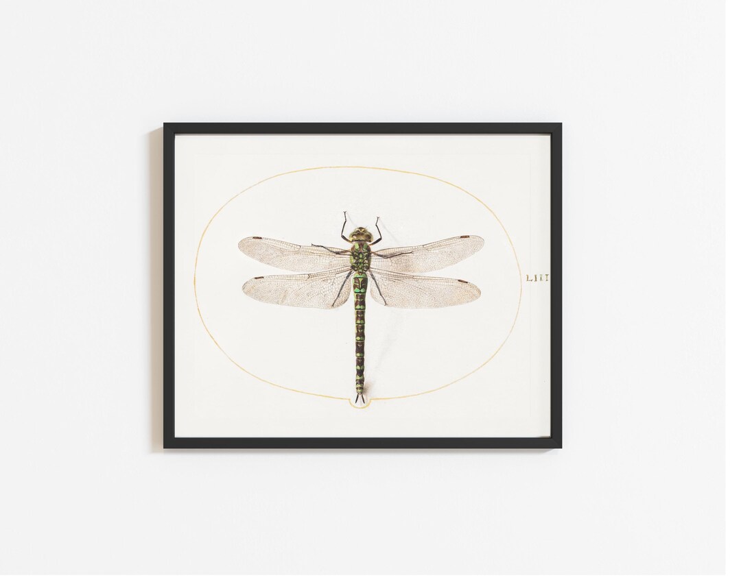Dragonfly Botanical Art Print by Joris Hoefnagel (digital Download) - Etsy