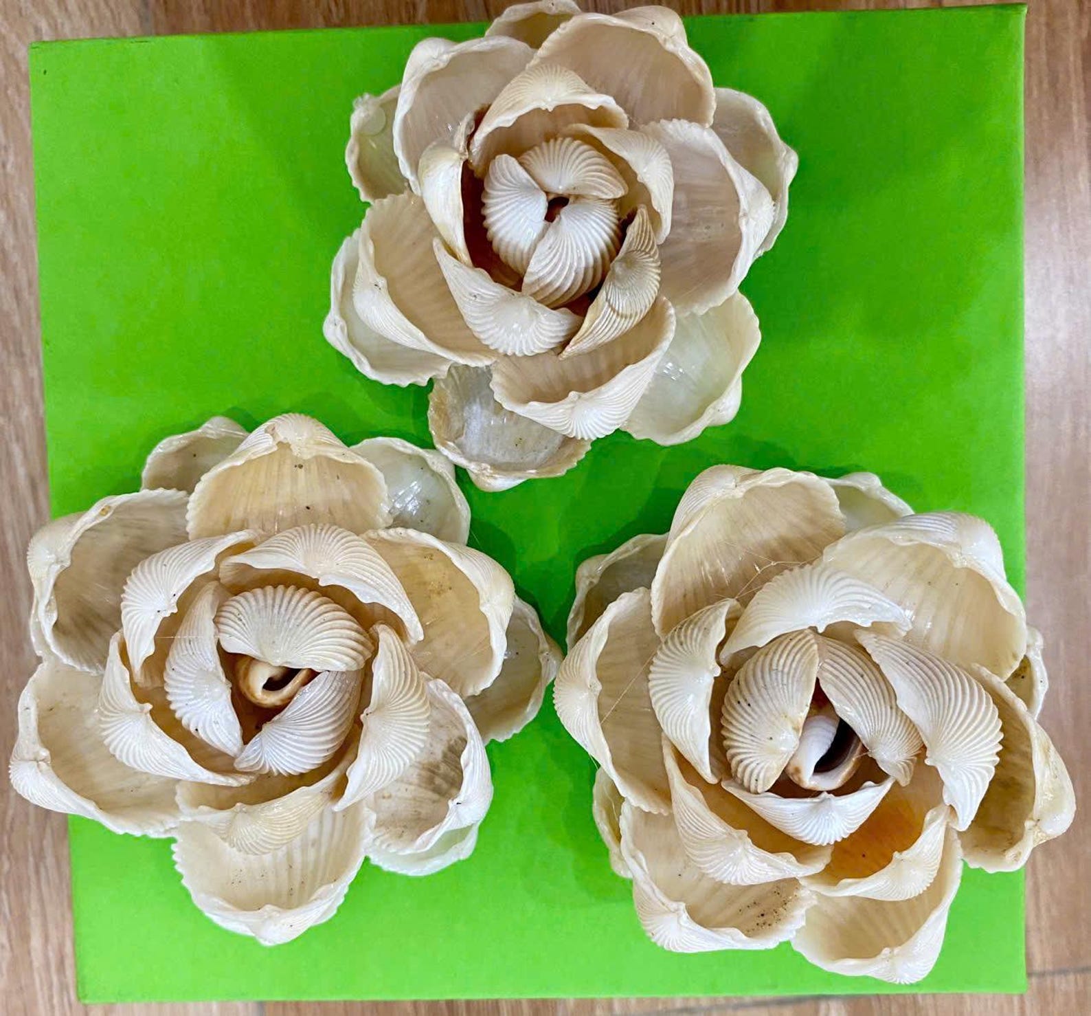 3 Colorful Sea Shell Flowers Beach Wedding Decor, Seashell Flowers Coastal Home Decor, Handmade ...