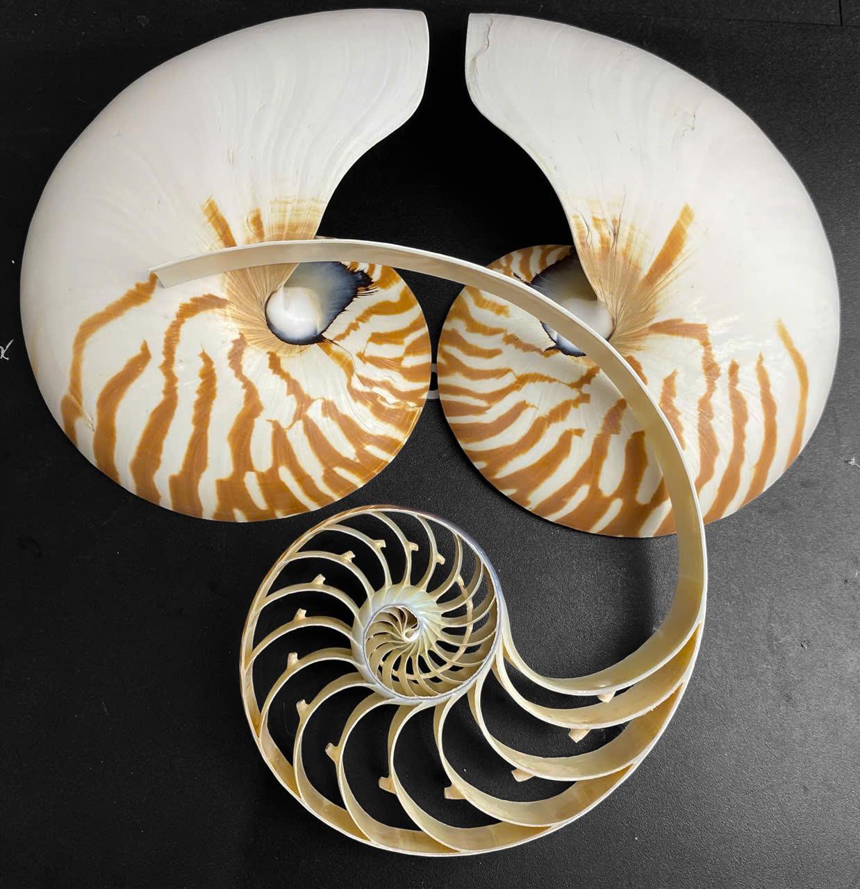 Nautilus Shell Trio: Natural Ocean Wall Art Decor (16-18cm - Etsy