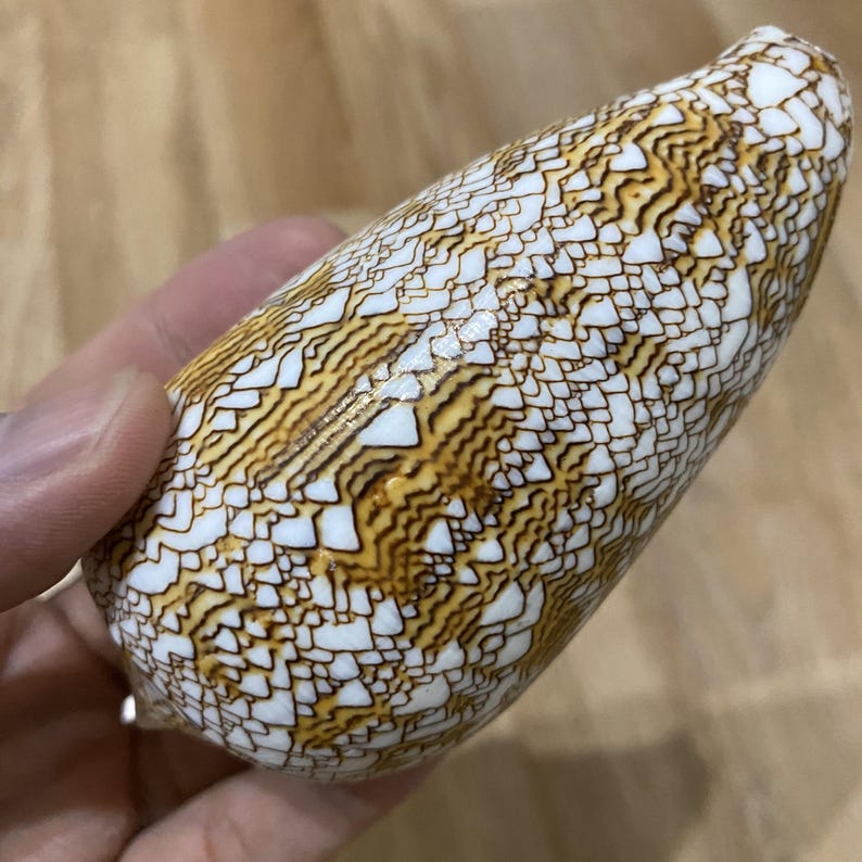 Textile Conus Seashell: Patterned Coastal Decor (105mm) - Etsy