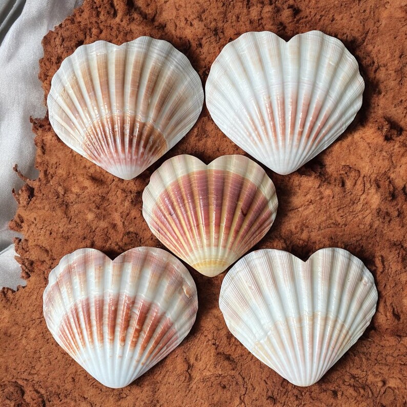 Large Heart-shaped Clam Shell: Beach Wedding Coastal Decor (8-10cm) - Etsy