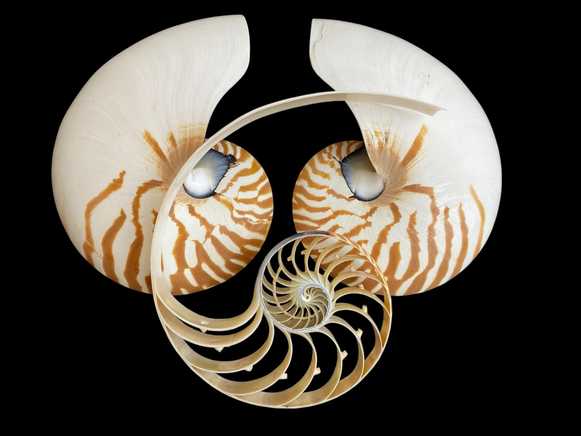 Unique Nautilus Shell Display, Fibonacci Spiral Ocean Art, Seashell Art ...