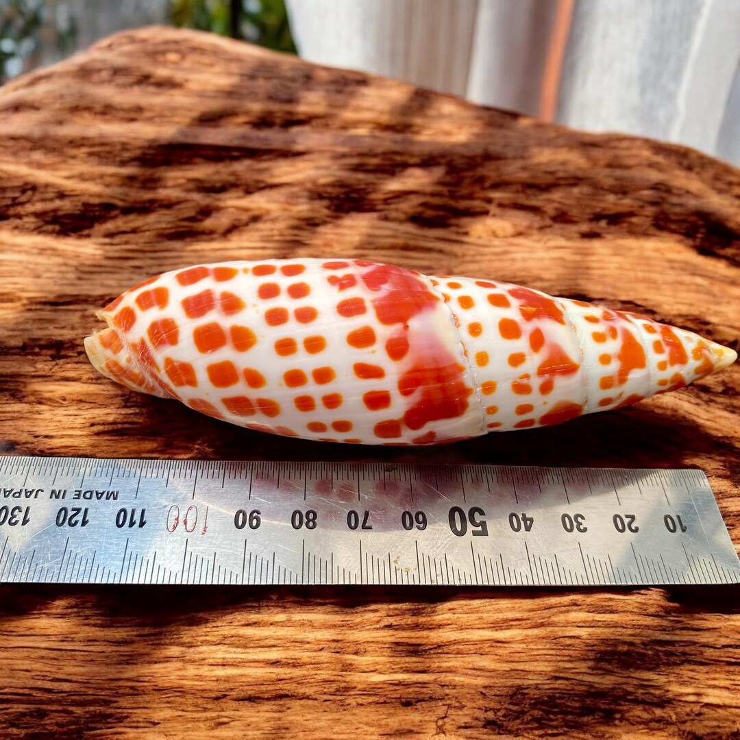 Large Mitra Shell: Rare Vexillum Filiareginae Seashell, 5 Inch - Etsy