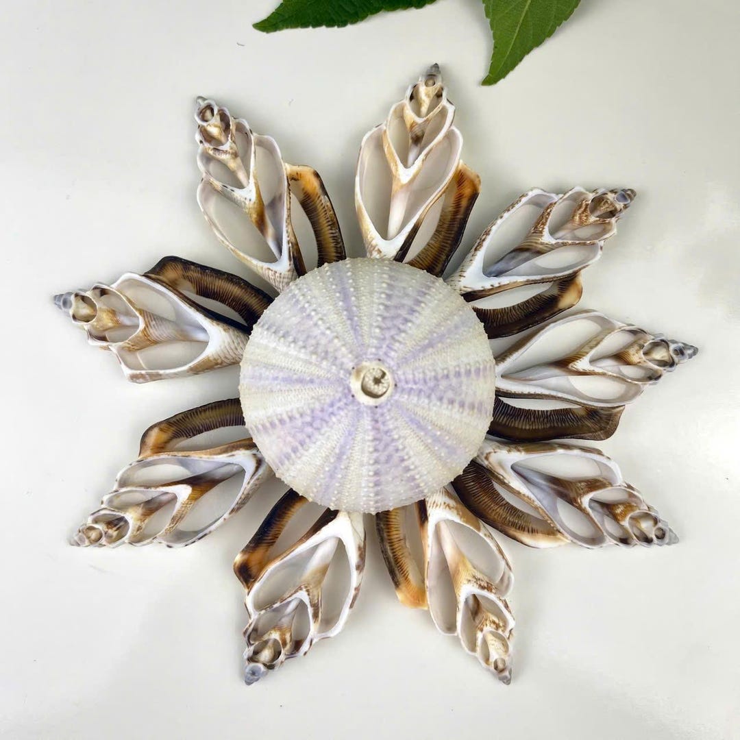 Seashell Flower Decor: Sliced Shells & Pink Urchin Centerpiece - Etsy