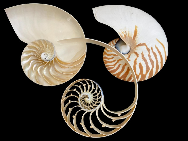 Unique Nautilus Shell Display, Fibonacci Spiral Ocean Art, Seashell Art ...