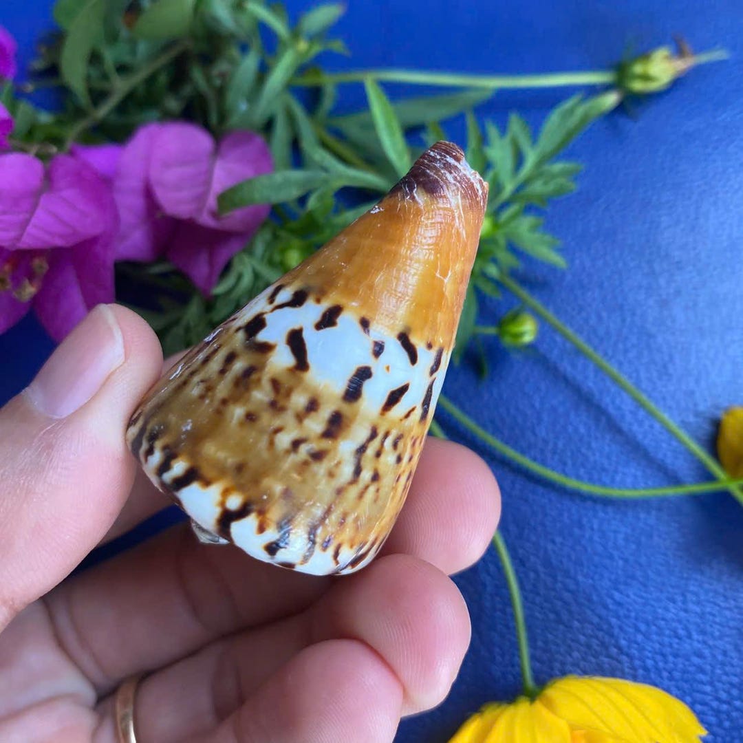 Conus Capitaneus 2'' (1 Shell), Capitaneus Shell, Patterned Shell Beach ...