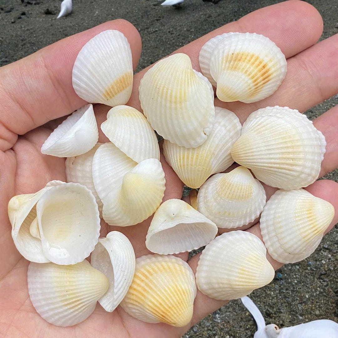 100pc, 200pc, 500pc White Clam Shell (20 - 30mm) Beach Wedding Decor ...